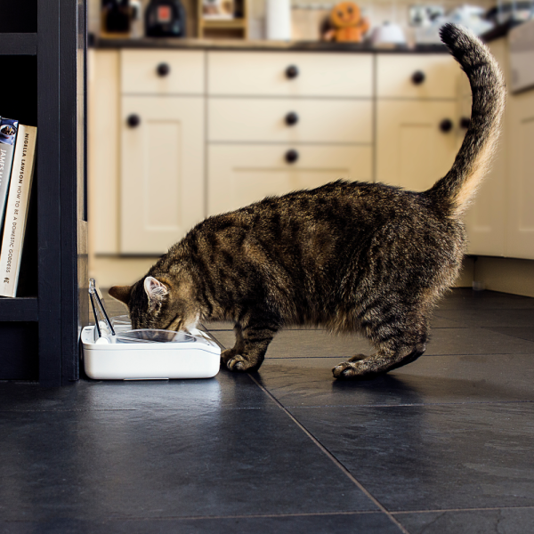 Pet Heaven | Buy Sure Pet Care Online | SureFeed Microchip Feeder ...